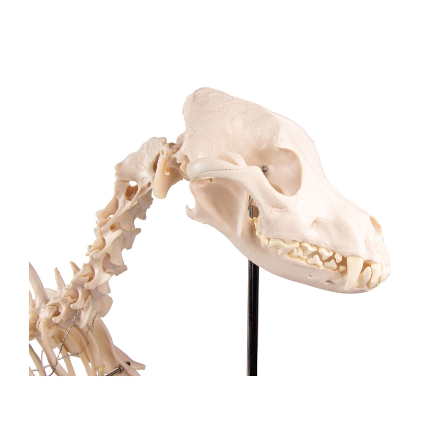 Dog Skeleton \"Olaf\" life size model (90x16x65 cm) | Solution Medical Care